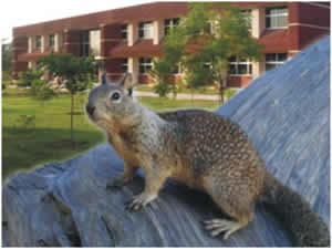 Apatzingan Mascota Instituto Tecnológico Superior De Apatzingán